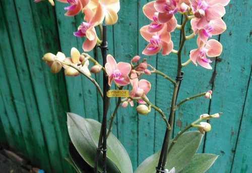 Орхидея сортовая мультифлора Паприка ароматная