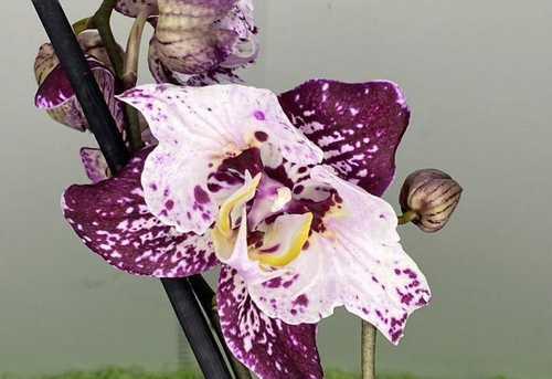 Орхидея фаленопсис бабочка Art Nouveau