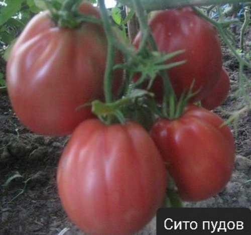 Помидор томат "Сито пудов"
