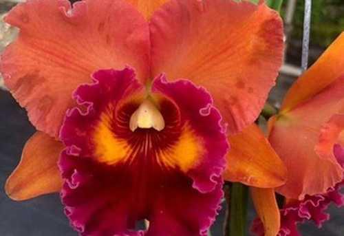 Орхидеи каттлеи