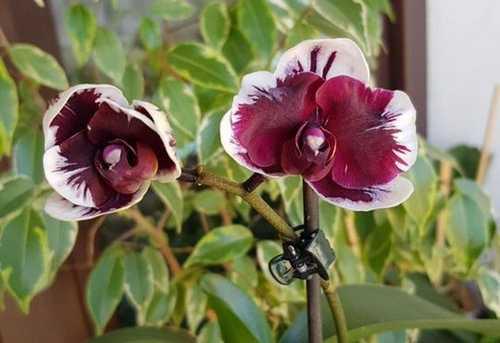 Орхидея фаленопсис Plastic Doll