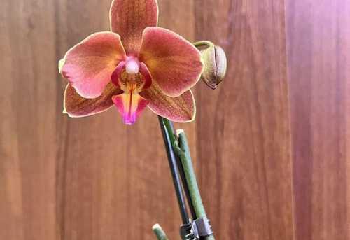 Орхидея Фаленопсис, Ваниль, Дендрохилум