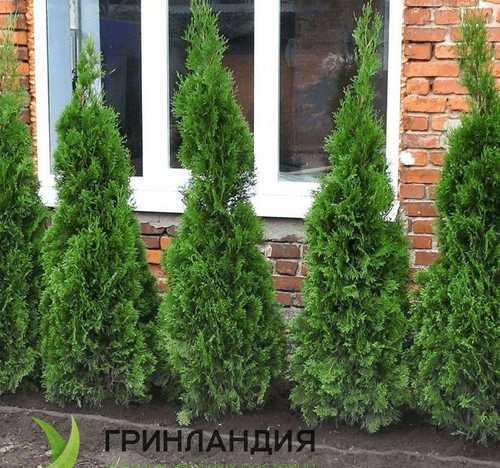 Туя 1,9 м