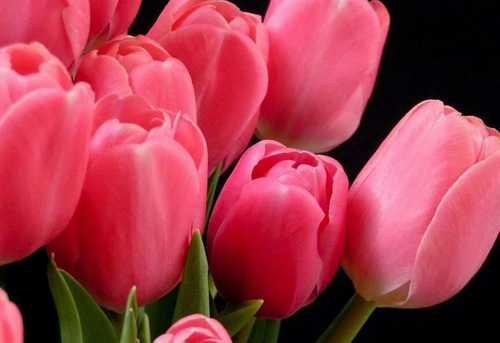 Тюльпаны к 14 февраля, с доставкой по Самаре