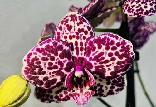 Орхидея Дикий кот (Phalenopsis Lioulin Wild Cat)