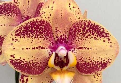 Орхидея Phal. Luna Rosa L3066