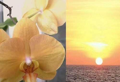 Орхидея фаленопсис Золотая река