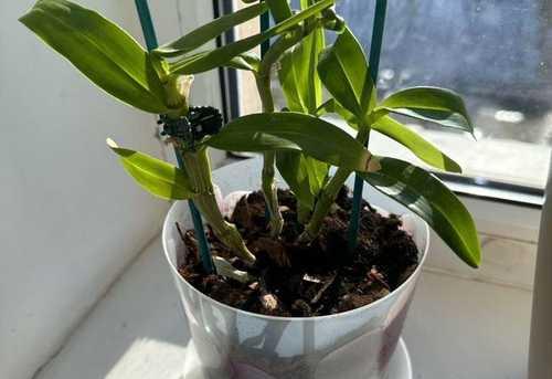 Орхидея дендробиум отростки