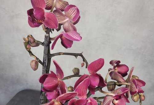 Орхидея ред лион пелор отцвет