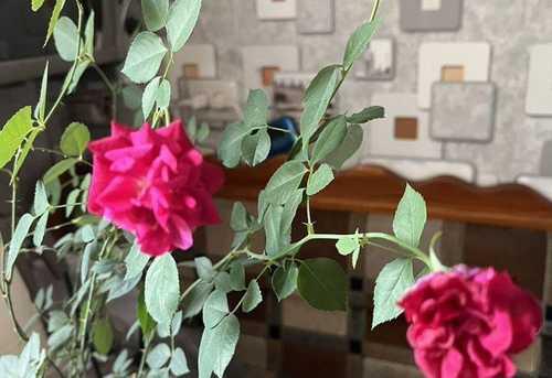 Роза бенгальская малиновая