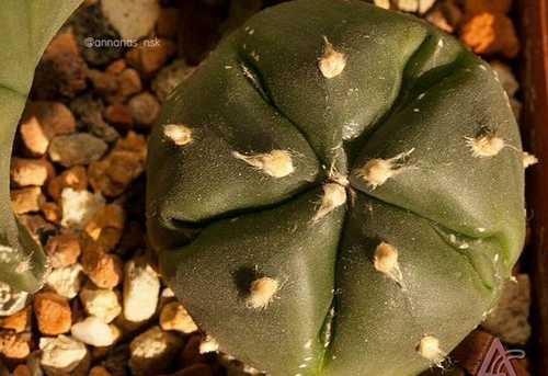 Редкий кактус Astrophytum asterias nudum fukuryo