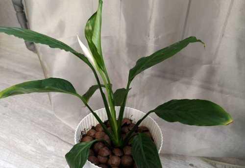 Спатифиллум (Женское счастье) комнатное растение