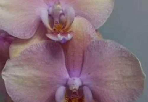 Орхидея фаленопсис Сапорита