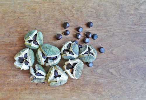 Чекалкин орех, семена (Ксантоцерас Рябинолистный)