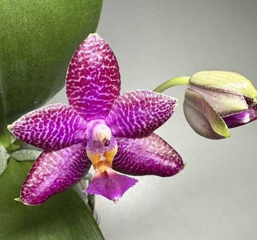 Орхидея фаленопсис от Mituo MA0565