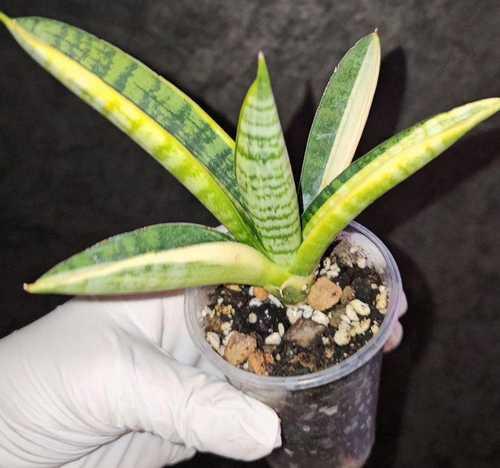 Сансевиерия Марша, Sansevieria Marsha