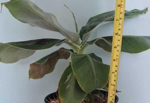 Комнатное растение Банан
