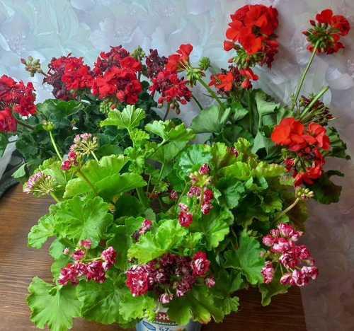 Свежесрезанные черенки гераней