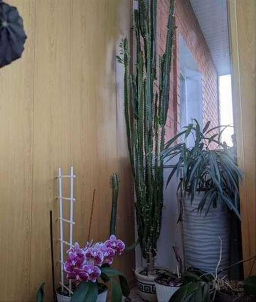 Молочай кактус высокий 2 метра многогранный