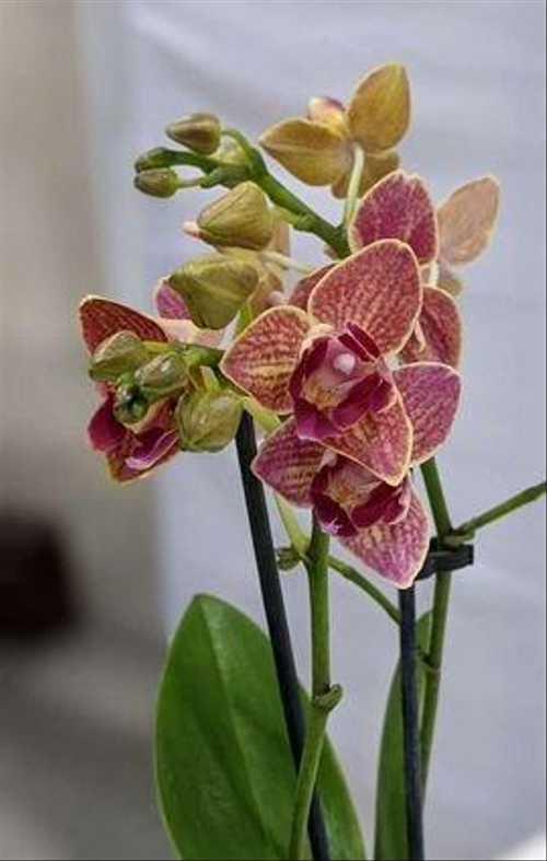 Орхидея фаленопсис трилипс
