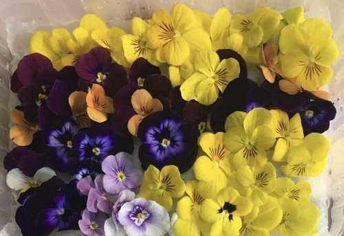 Пищевые (съедобные) цветы Виолы