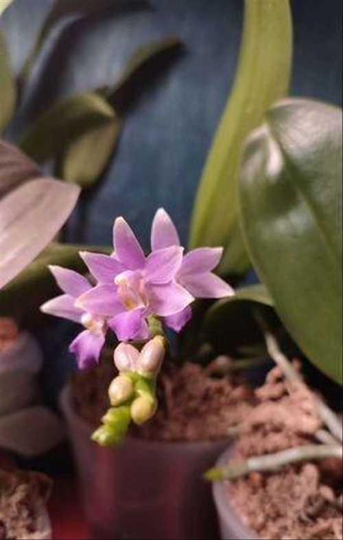 Цветущая орхидея Phal Summer Rose 'Blue Star'