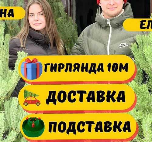 Живая сосна елка ель   Доставка/Подставка/Розница