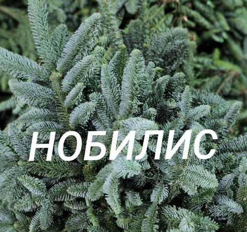 Нобилис