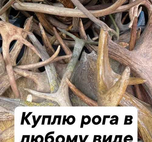Рога разные