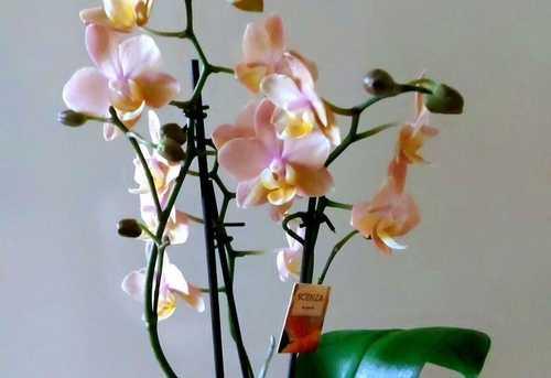 Scention парфюмерная Фабрика ароматная орхидея цве
