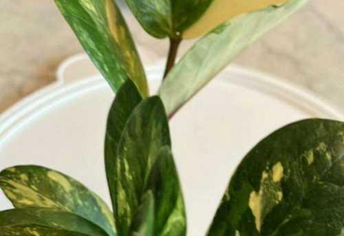 Замиокулькас Short leaf variegated