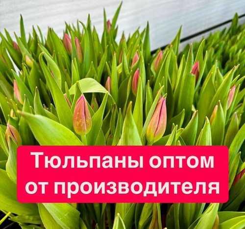 Тюльпаны оптом