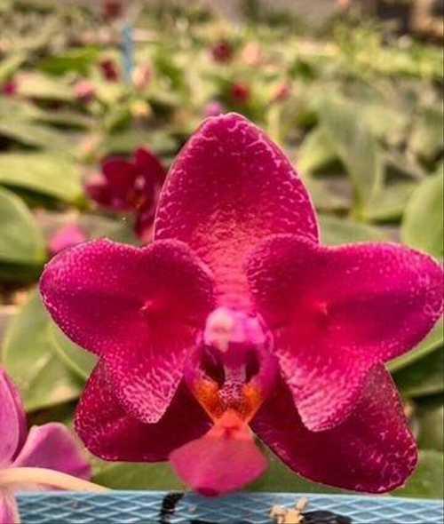 Орхидея фаленопсис L-9 Phal. Mituo King varsity