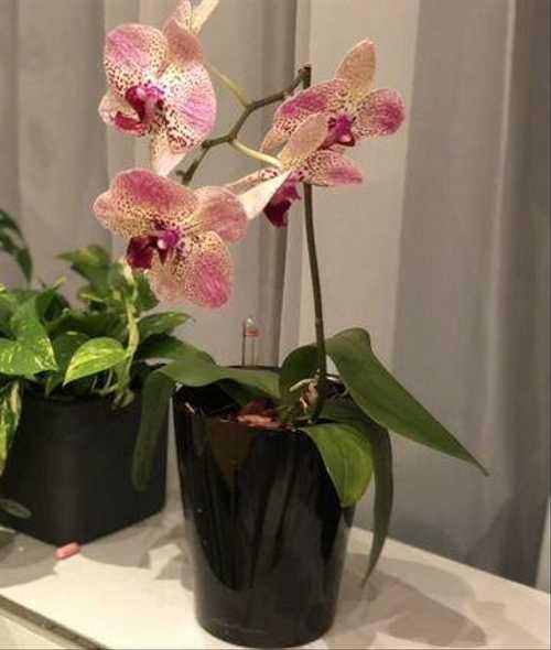 Орхидея в кашпо lechuza deltini