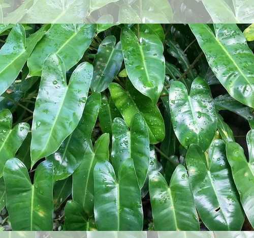 Филодендрон Бурле Маркс (Philodendron Burle Marx)