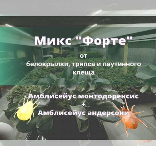 Энтомофаги от белокрылки, трипса и паутинного клещ