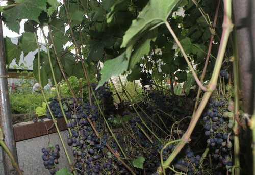 Саженцы винограда второго года вегетации чбз, Алеш