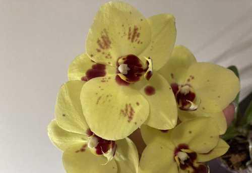 Орхидея фаленопсис yellow polka dots