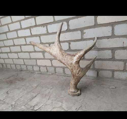 Рог