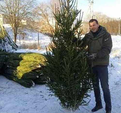 Ель живая, гирлянда в подарок