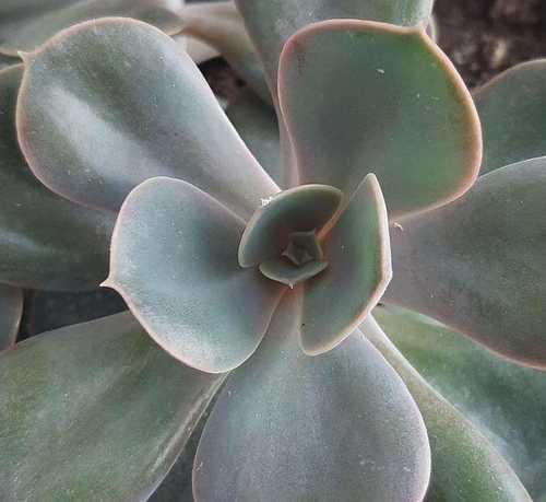 Эчеверия (Echeveria Perle Von Nurnberg)