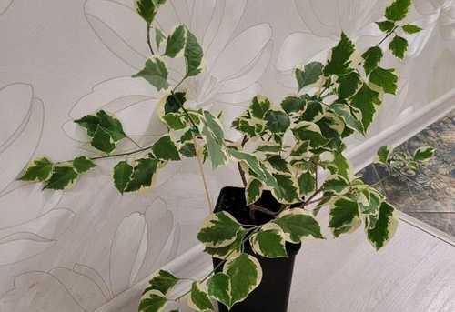 Сортовая бугенвиллея Aransione variegata