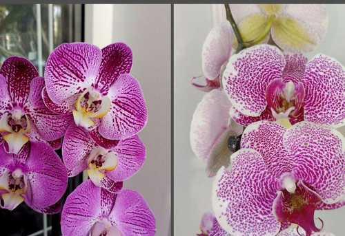 Орхидея фаленопсис в ассортименте. Отцвели