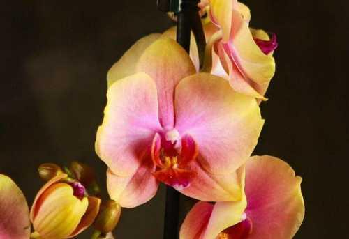 Орхидея Фаленопсис Керри 2 ст