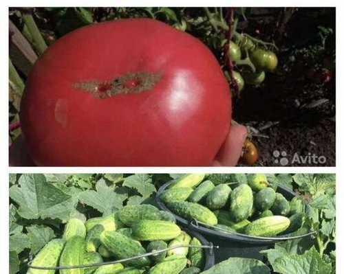 Семена старинного сорта огурцов и помидор СССР