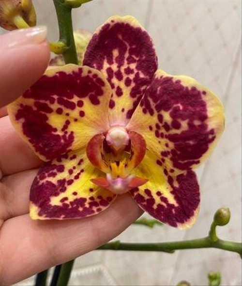 Орхидея фаленопсис мультифора Strawberry Cake