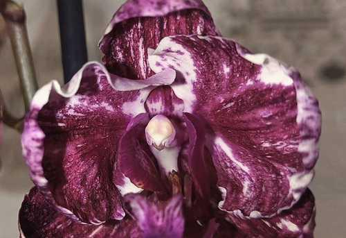 Орхидея шоколад, не цветёт
