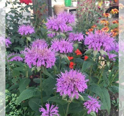 Многолетние цветы,семена