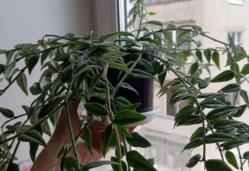 Хойя,комнатное растение,30-35 см веточки