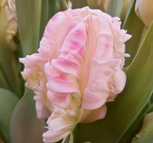 Тюльпаны к 8 марта оптом